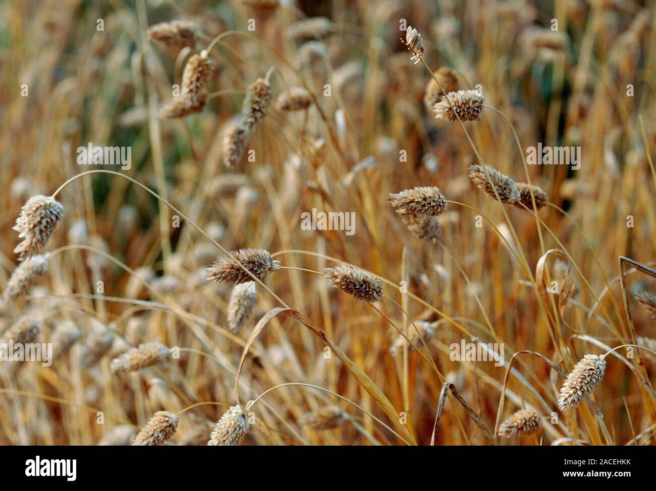 Canary Grass (Phalaris canariensis). Annual grass grown as a crop for ...