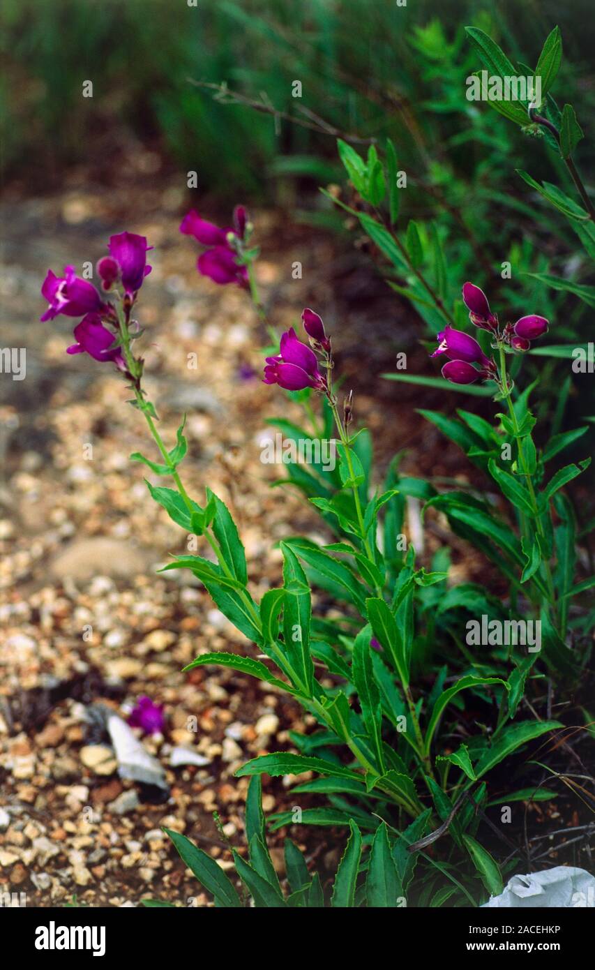 Purple Beardtongue (Penstemon cobaea Stock Photo - Alamy