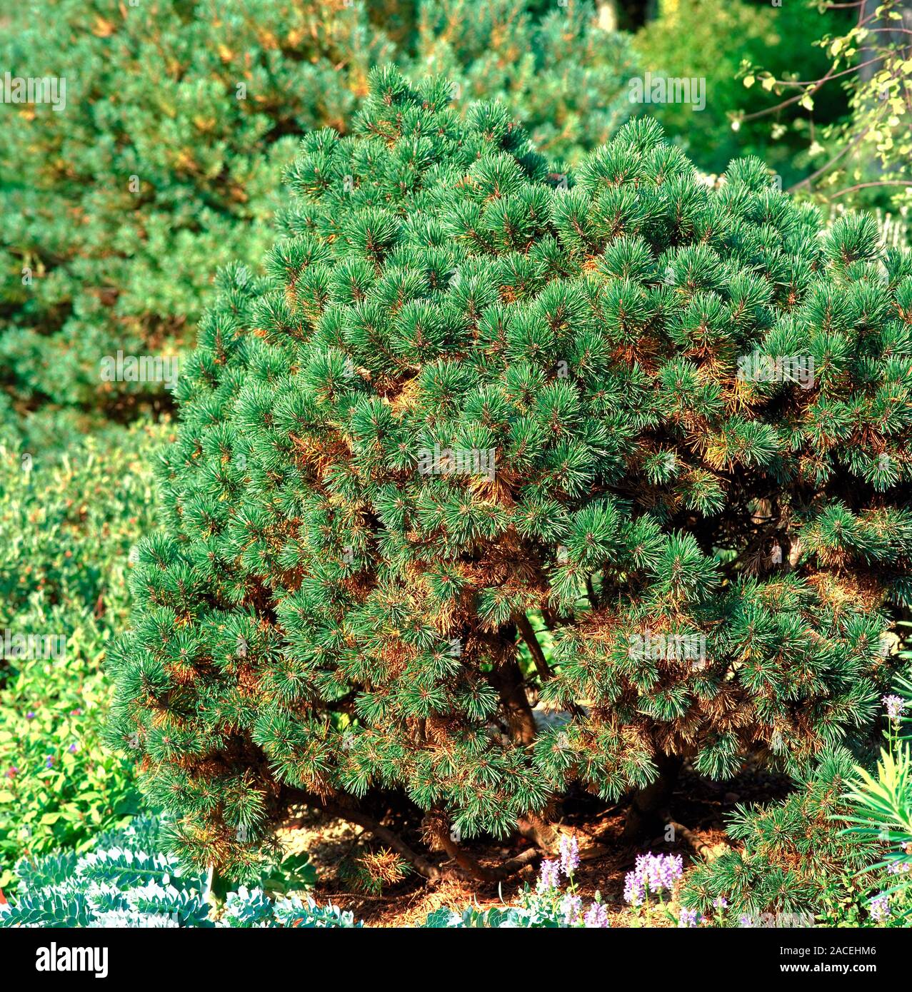 Pinus mugo 'Mops' Stock Photo - Alamy