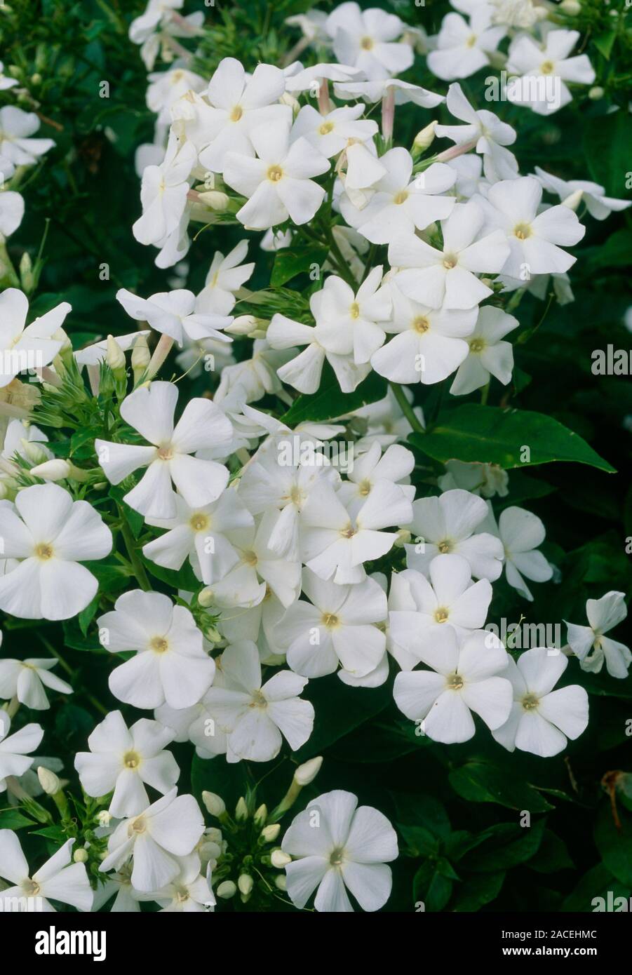Phlox paniculata 'White Admiral'. Mass of white fragrant flowers Stock ...