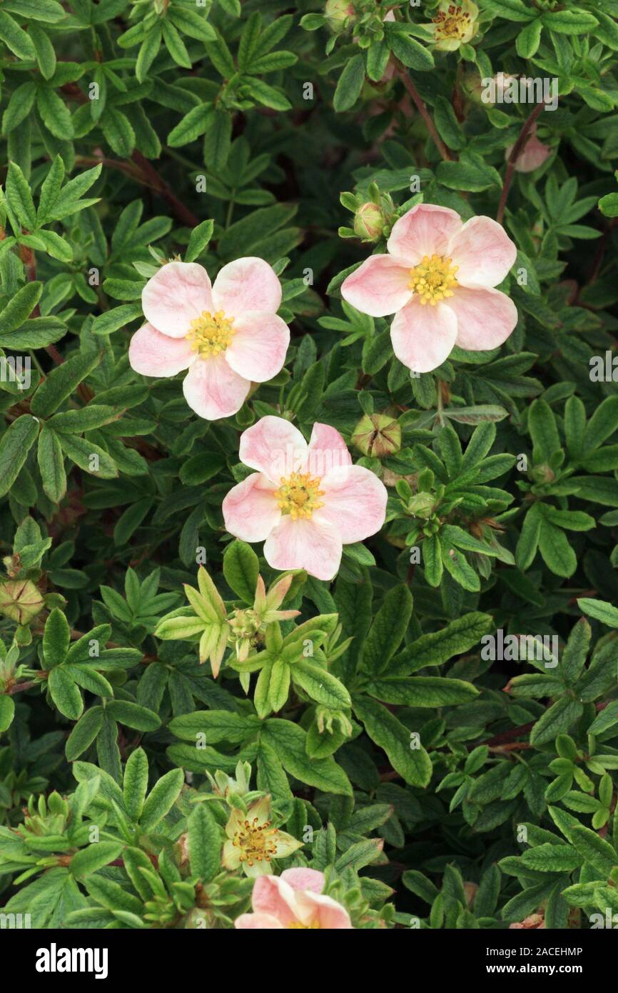 Buttercup shrub flowers (Potentilla fruticosa 'Grace Darling' Stock ...