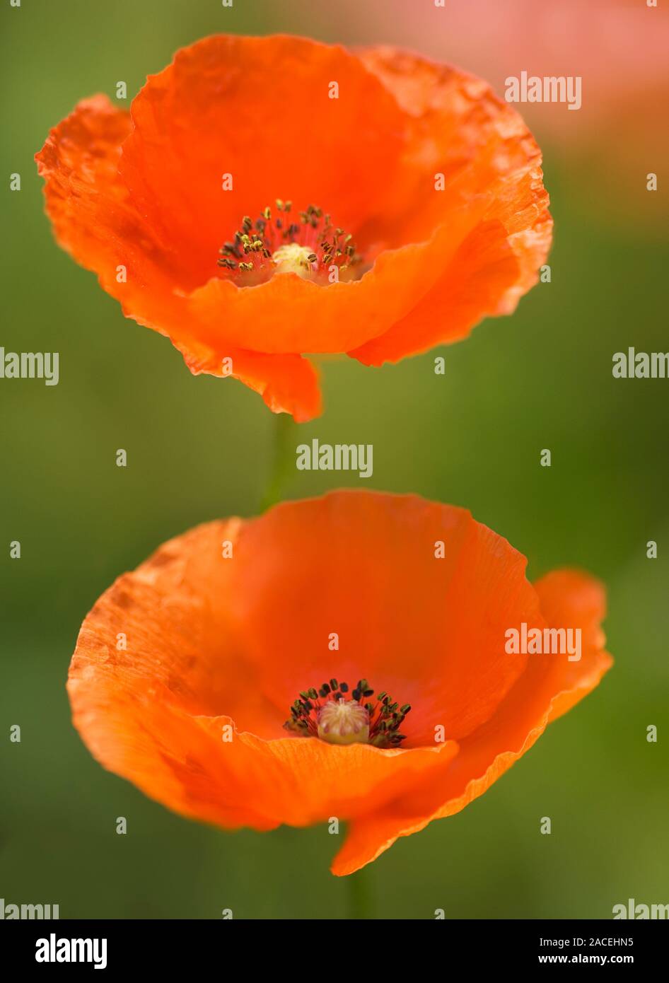 Corn poppies (Papaver rhoeas). Photographed in Maryland, USA Stock ...