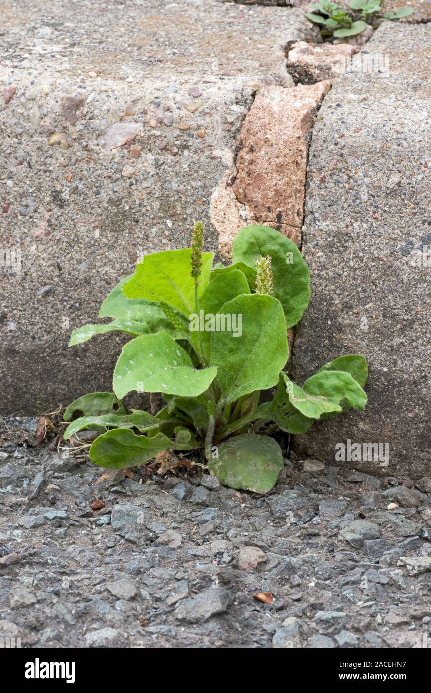 Plantain (Plantago sp.) growing in road gutter beside kerb stones Stock ...