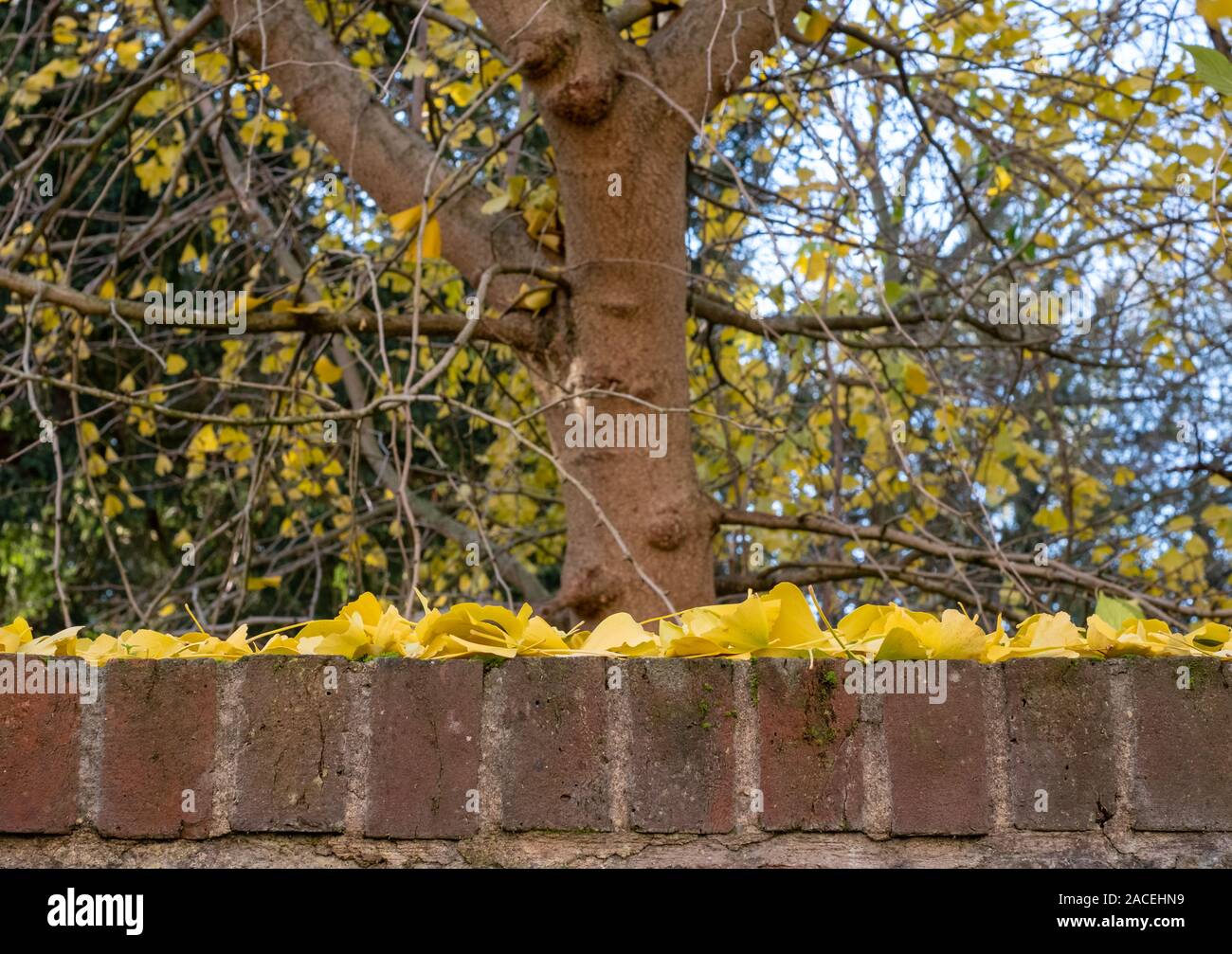 Fallen autumn leaves on the top of a brick wall, with a tree behind ...