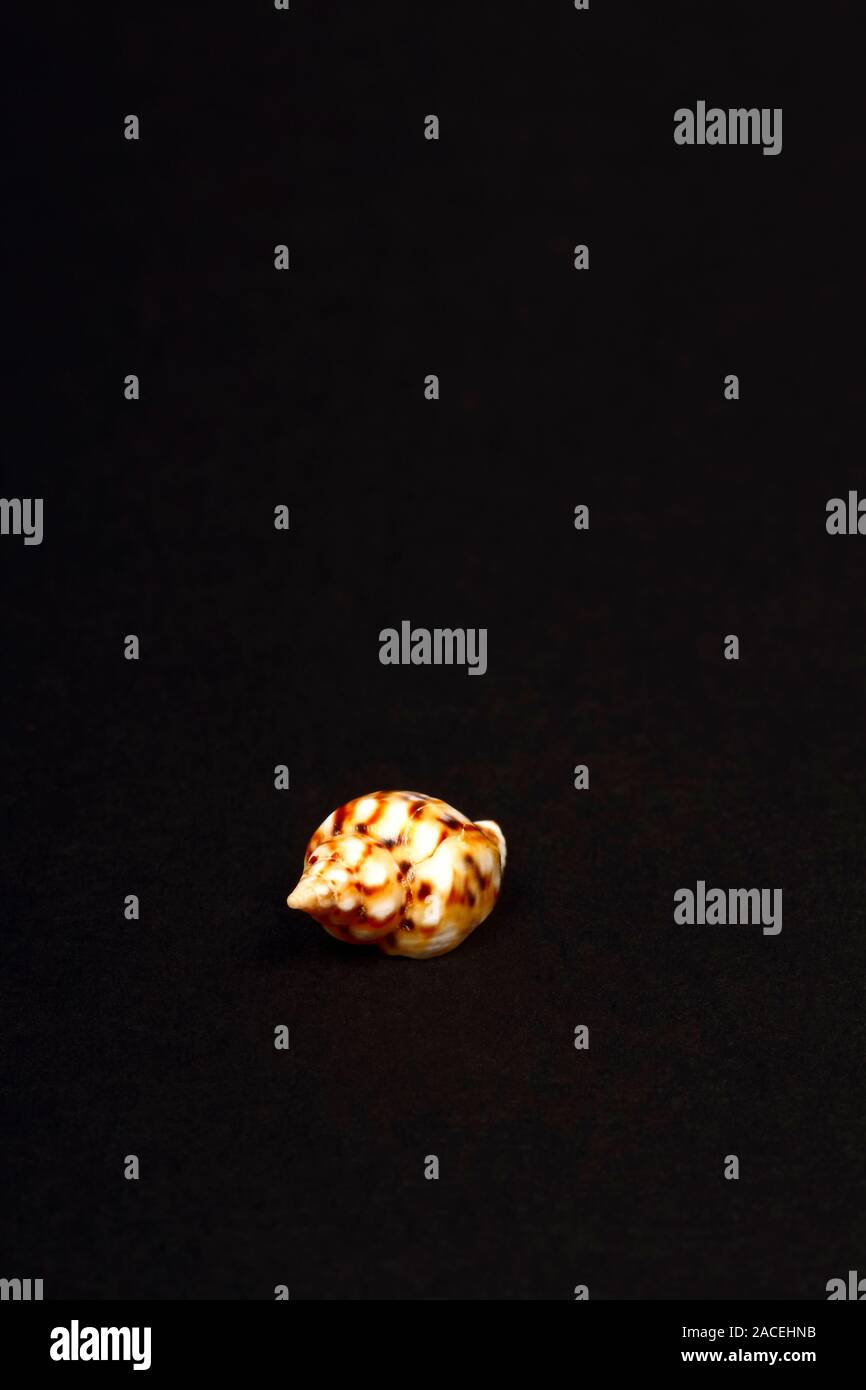 Dove sea shell hi-res stock photography and images - Alamy