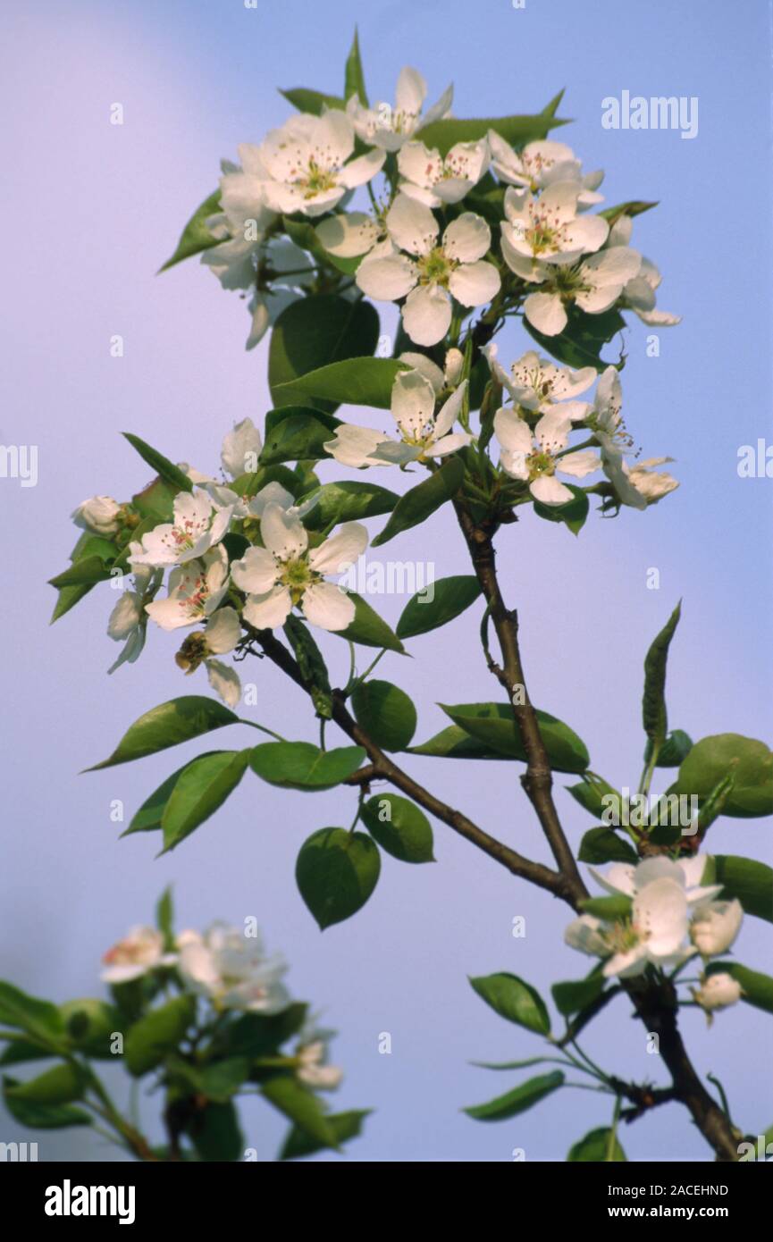 Chinese pear blossom (Pyrus ussuriensis Stock Photo - Alamy