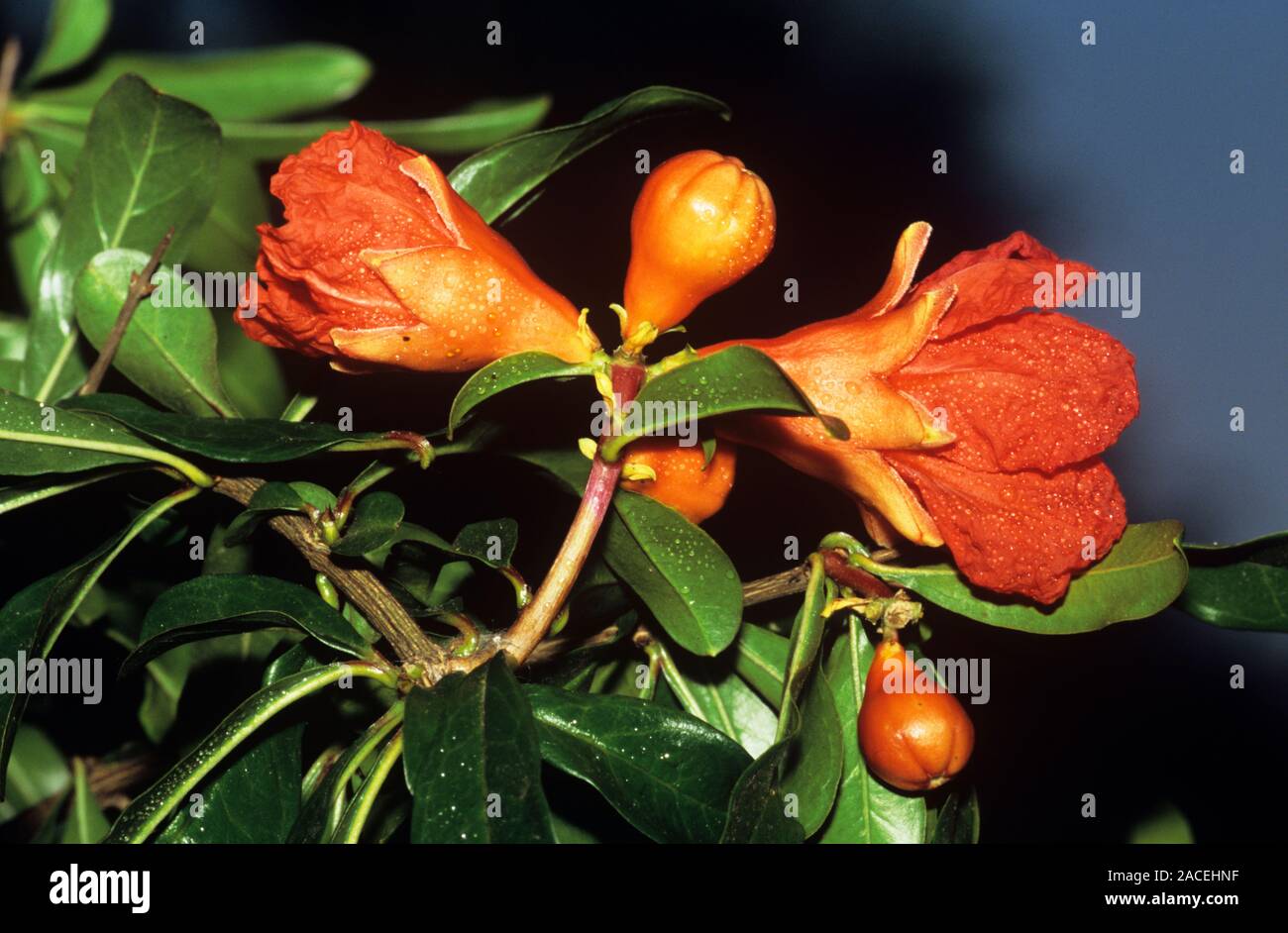 Pomegranate (Punica granatum grenadier) flowers and buds Stock Photo ...
