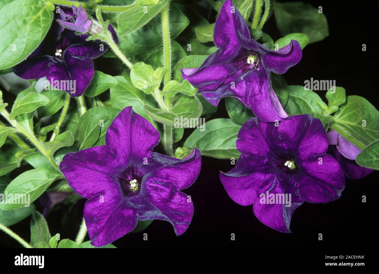 Petunia surfinia (Petunia sp.) flowers Stock Photo - Alamy