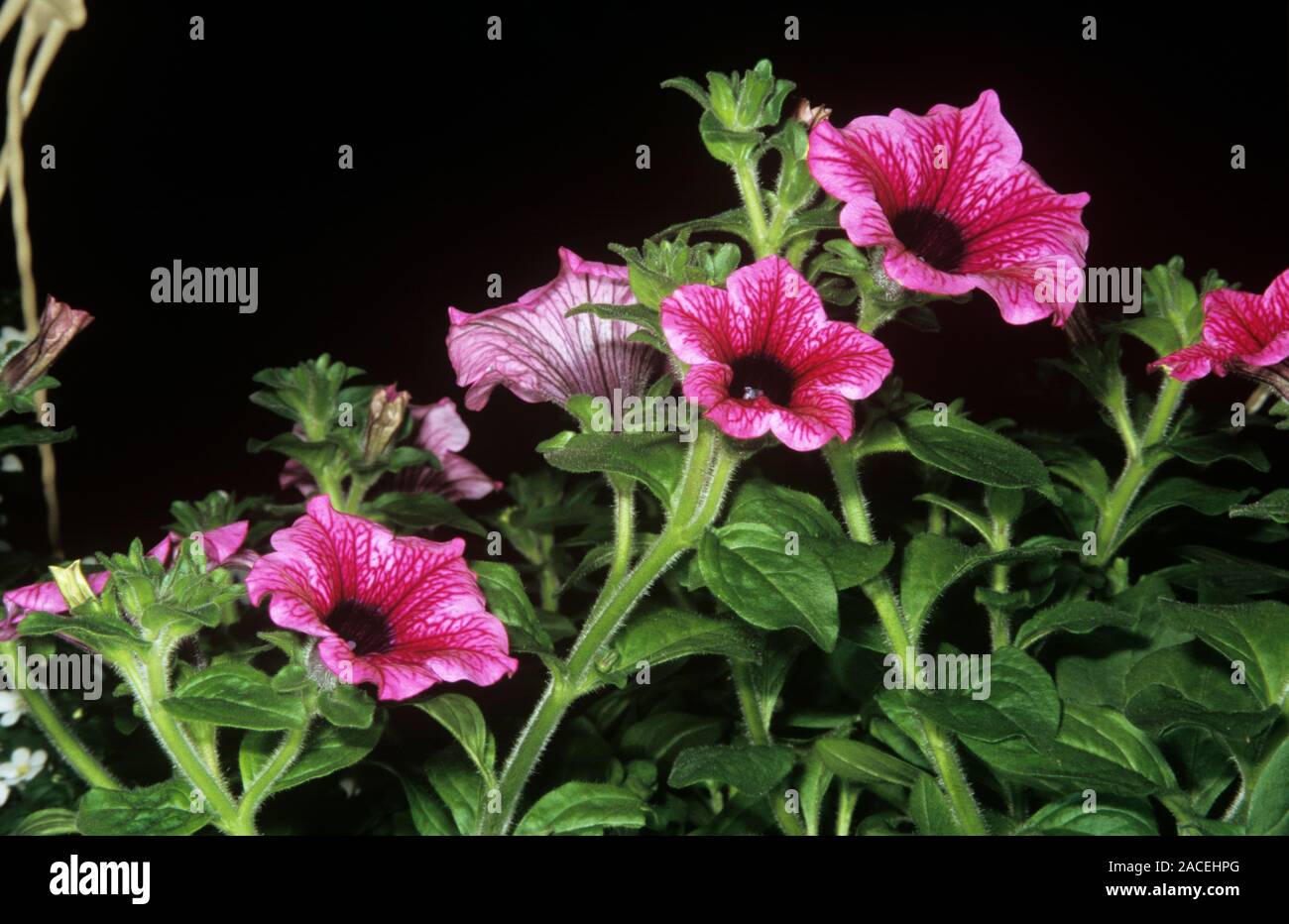 Petunia surfinia (Petunia sp.) flowers Stock Photo - Alamy