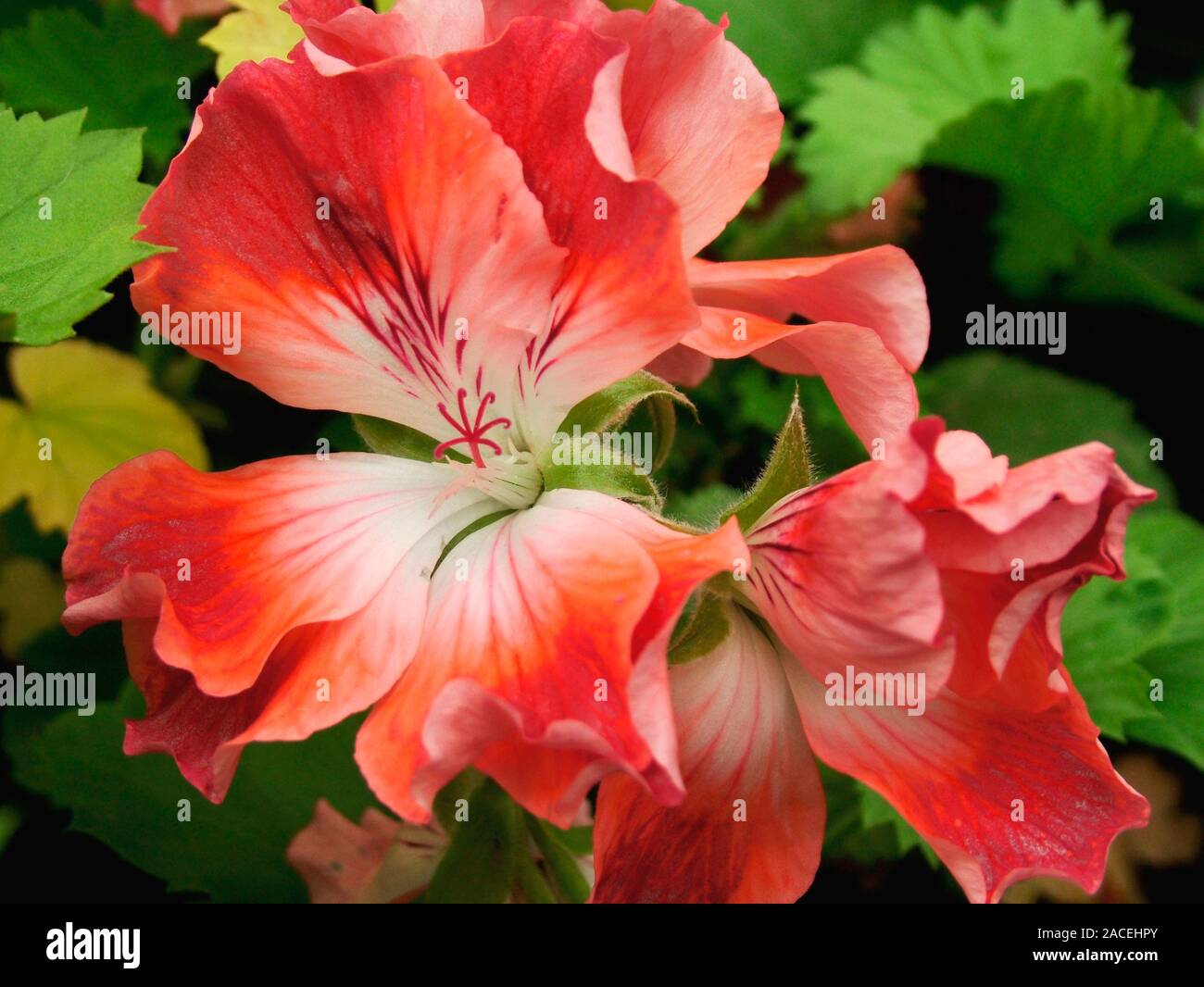 Regal pelargonium flower (Pelargonium 'Mohawk' Stock Photo - Alamy
