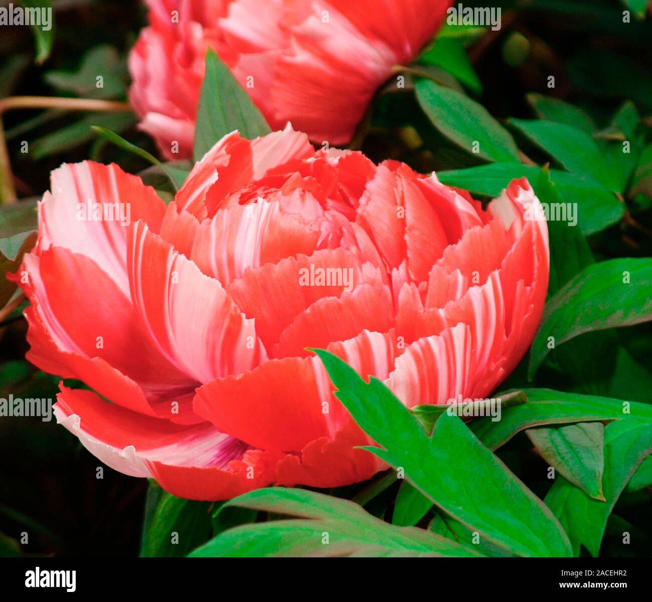 Japanese tree peony flower (Paeonia 'Shima Nishiki' Stock Photo - Alamy