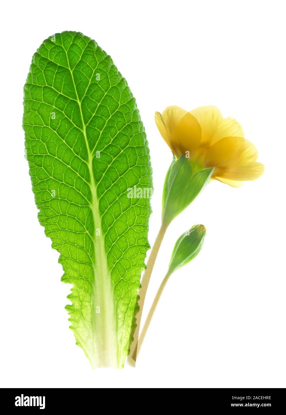 Primrose (Primula vulgaris). Primrose flower and leaf Stock Photo - Alamy