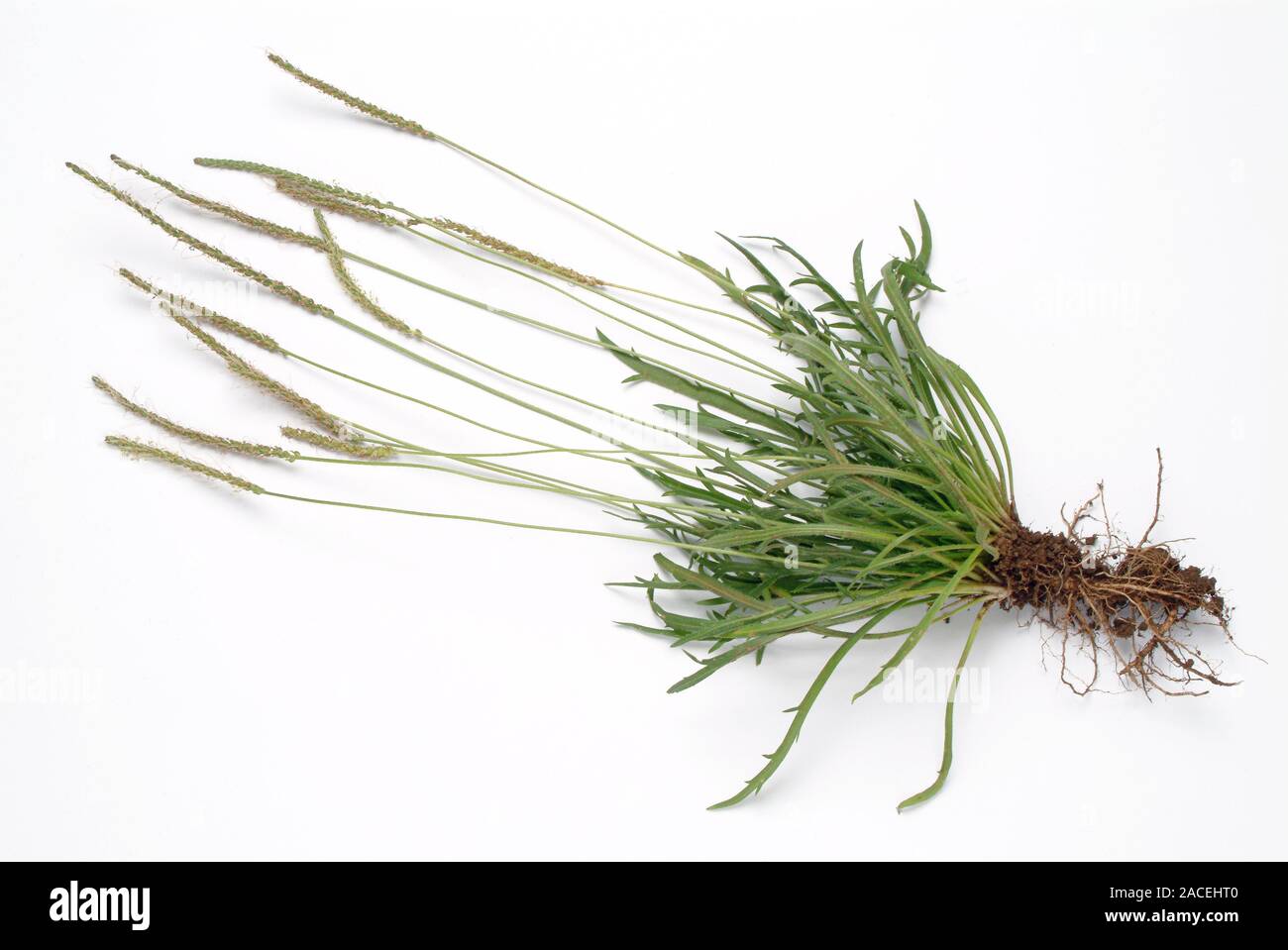 Bucksthorn plantain (Plantago coronopus) in flowering stage with leaves ...