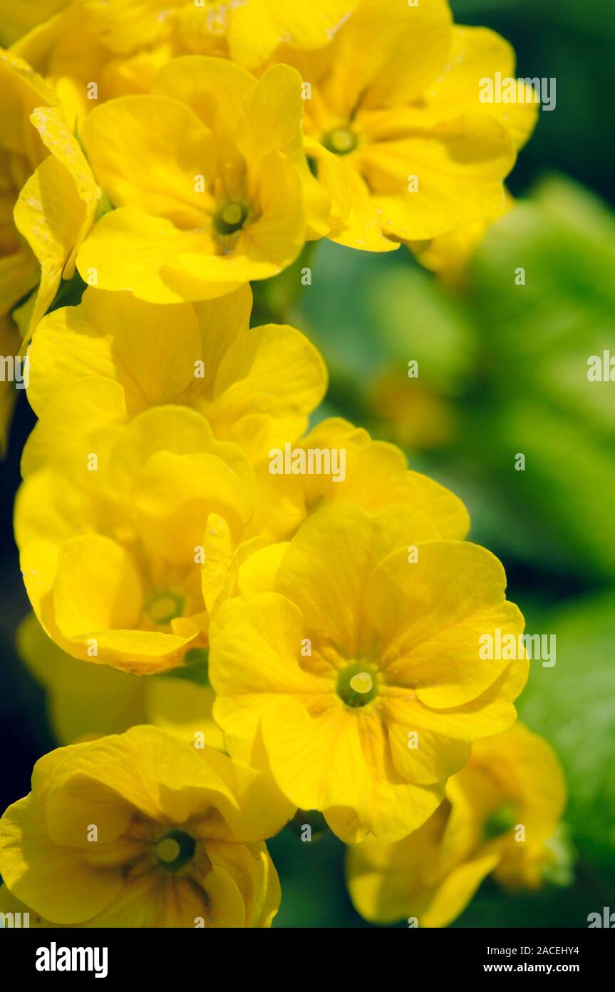 Yellow primula (Primula polyanthus) flower. Photographed in Maryland ...