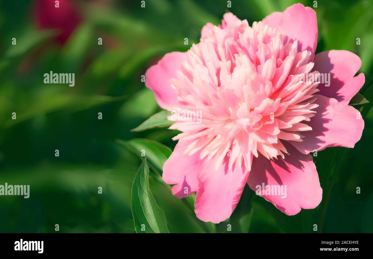Pink peony (Paeonia hybrid) flower. Photographed in Maryland, USA Stock ...