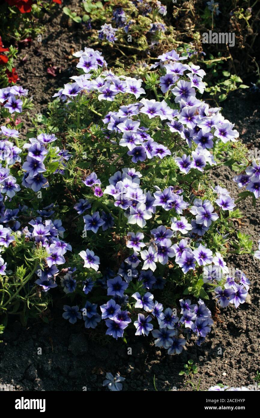 Annual phlox flowers (Phlox drummondii 'Dolly Blue' Stock Photo - Alamy