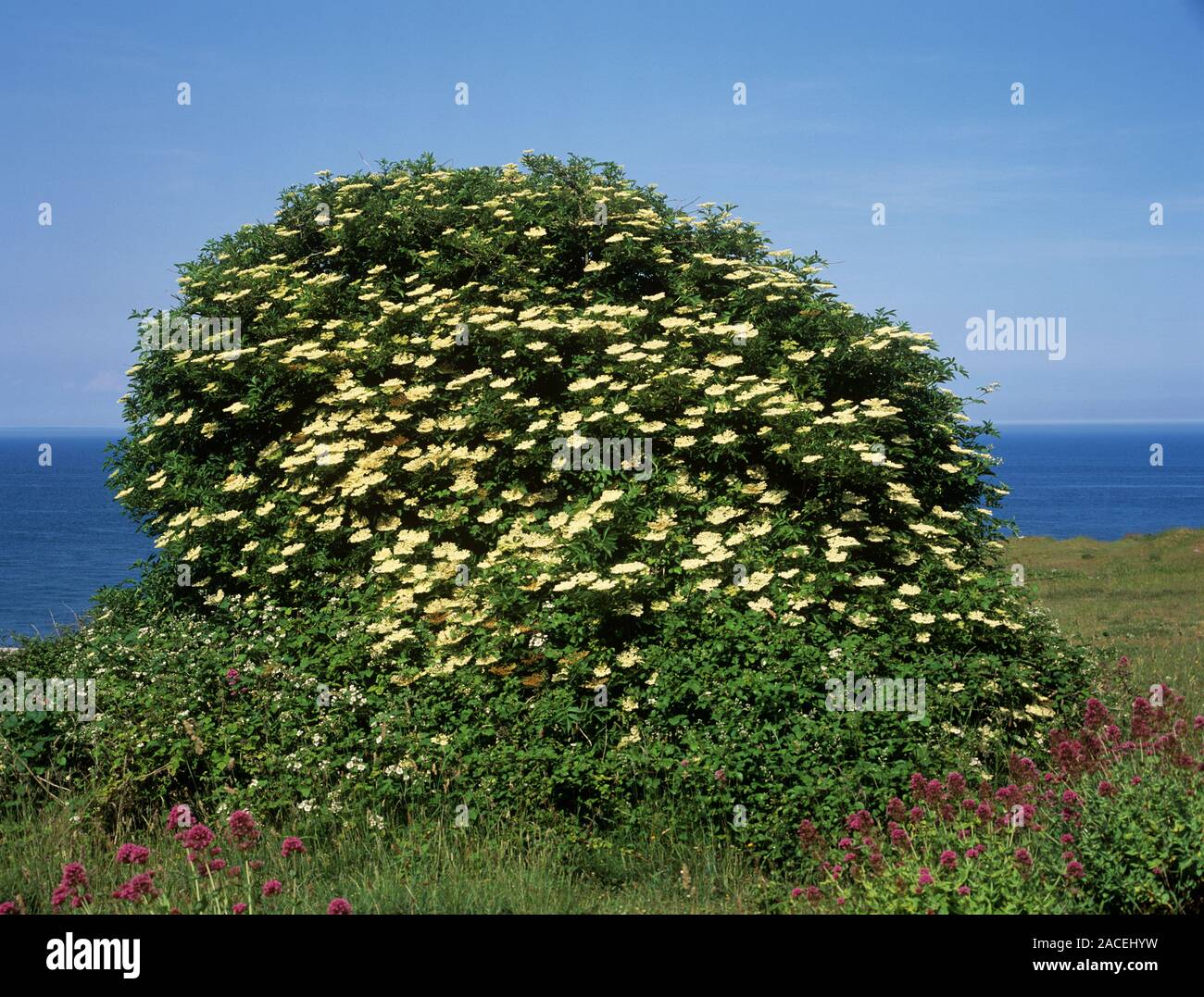 Elder tree in flower (Sambucus nigra Stock Photo - Alamy
