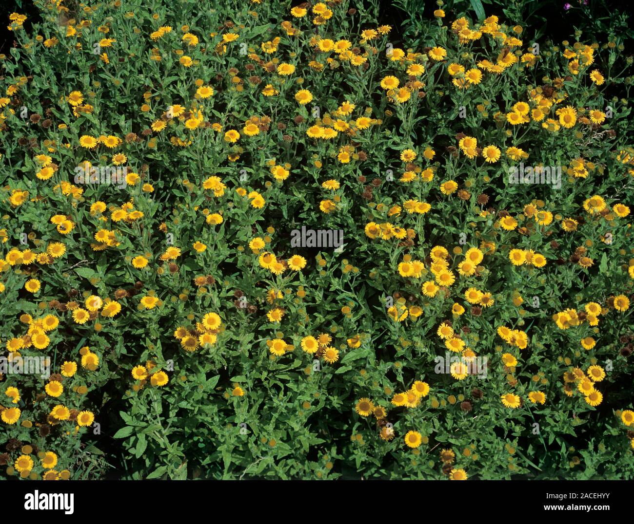 Common fleabane flowers (Pulicaria dysenterica Stock Photo - Alamy