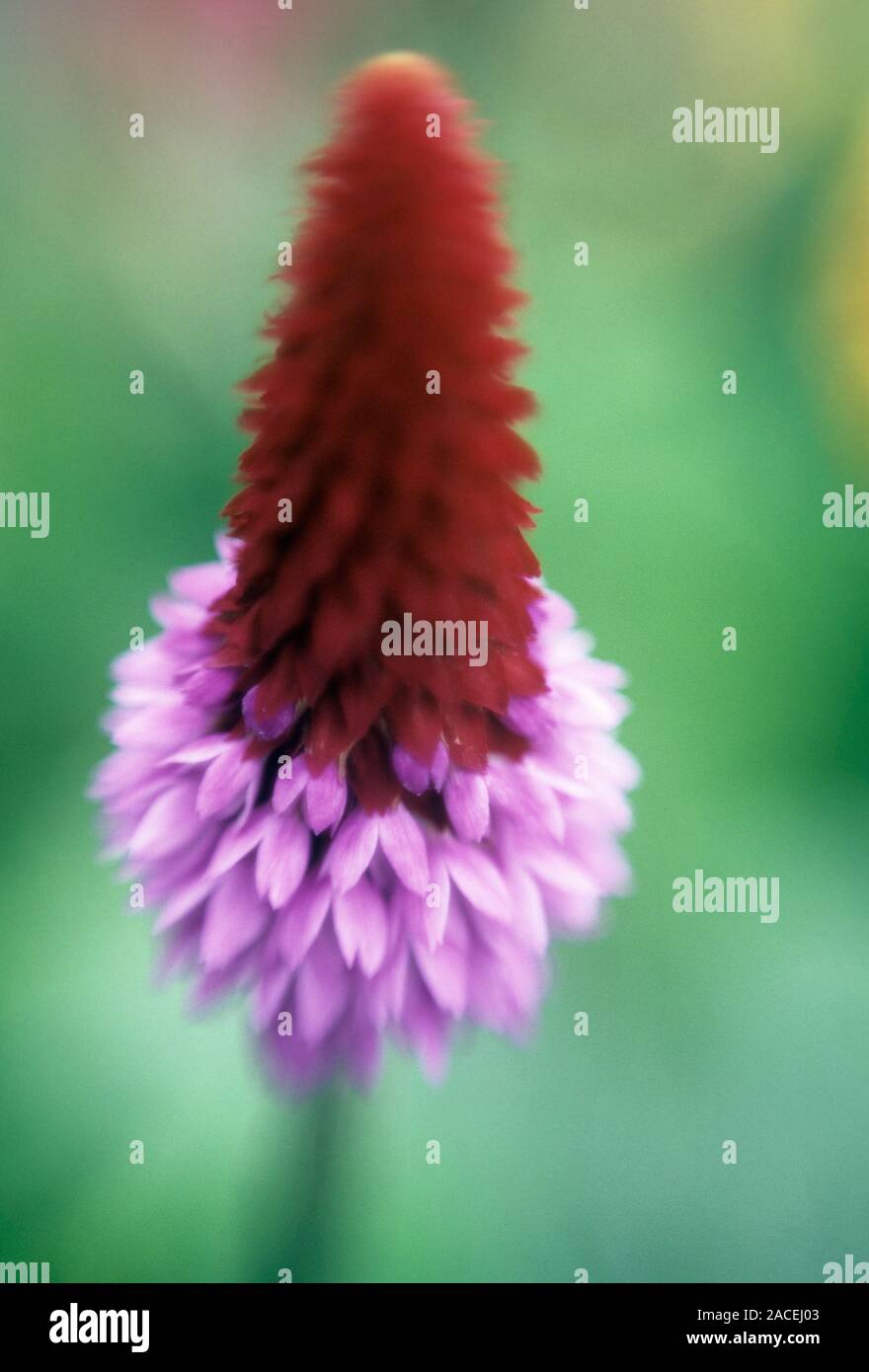 Orchid primrose flower (Primula vialii). Photographed in summer Stock ...