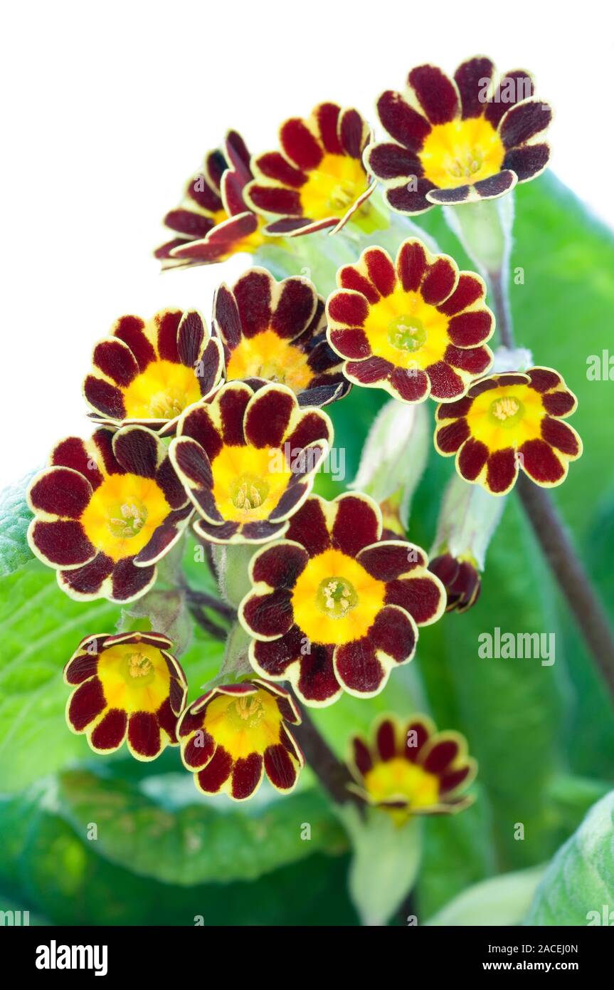 Primrose (Primula 'Gold Lace') flowers Stock Photo - Alamy