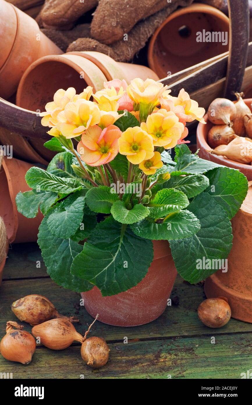 Polyanthus plant (Primula 'Pretty Girl Series') in a pot Stock Photo ...
