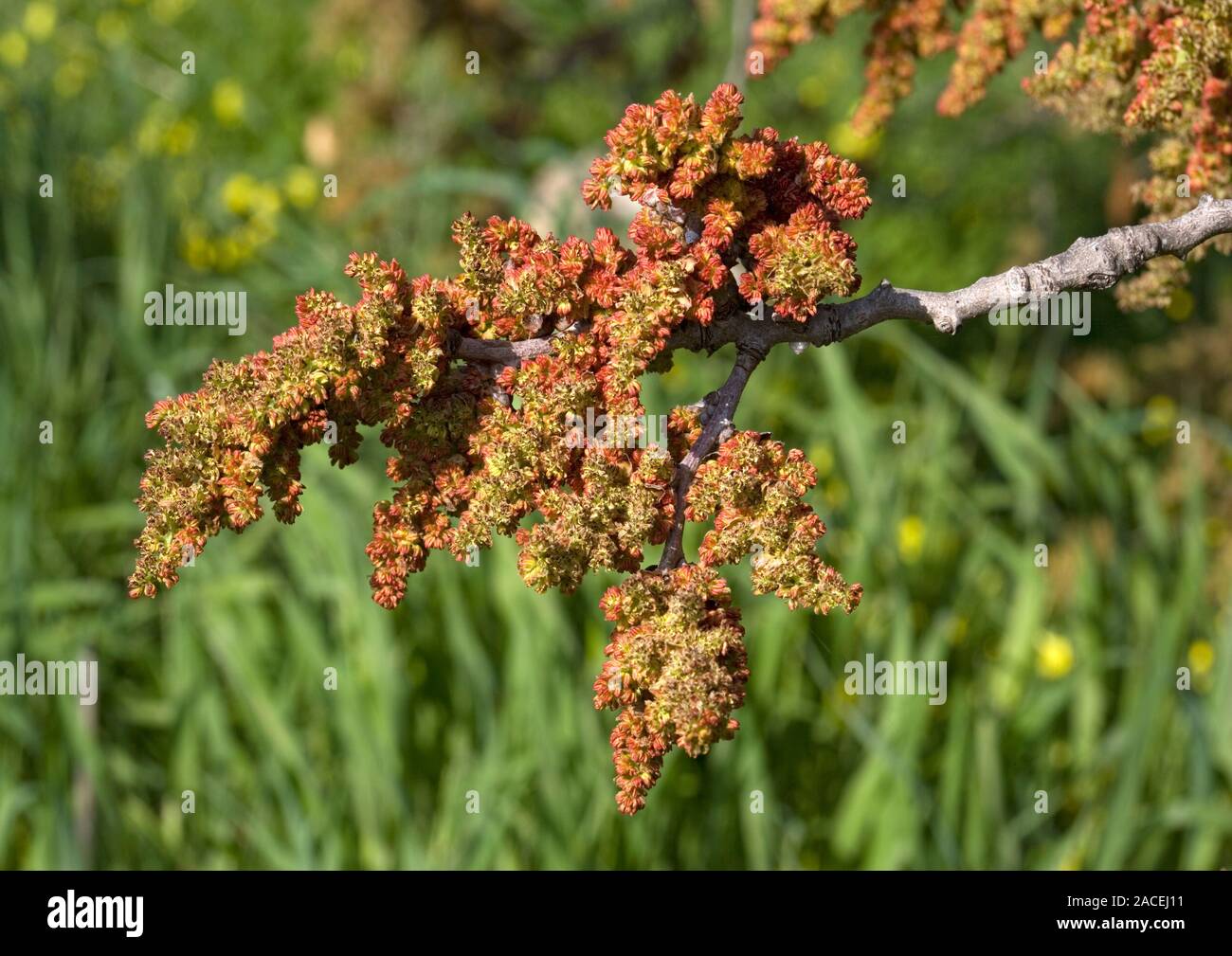 Mount Atlas Pistache flowers (Pistacia atlantica). These are male ...