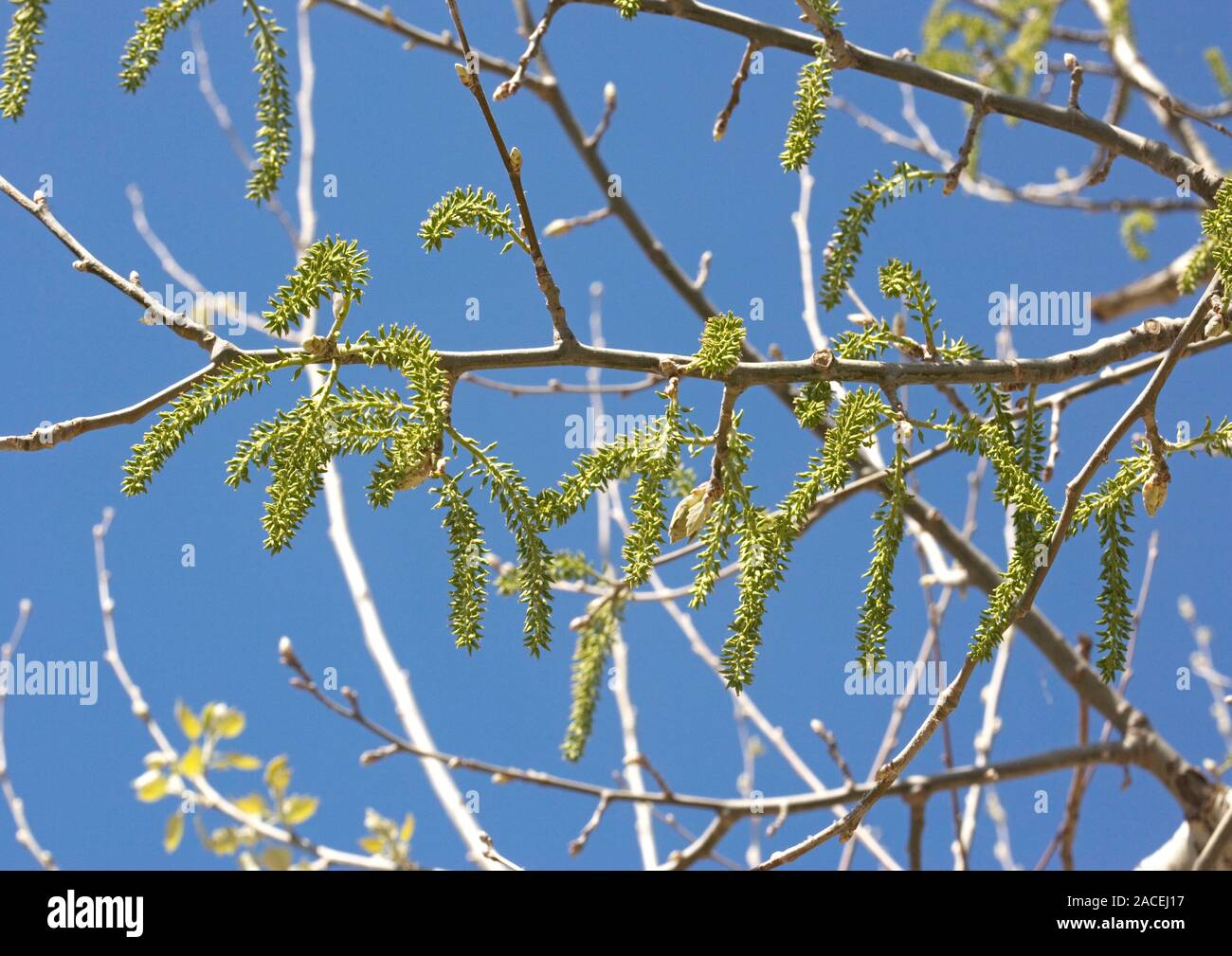 Grey poplar male catkins (Populus canescens). The grey poplar is ...