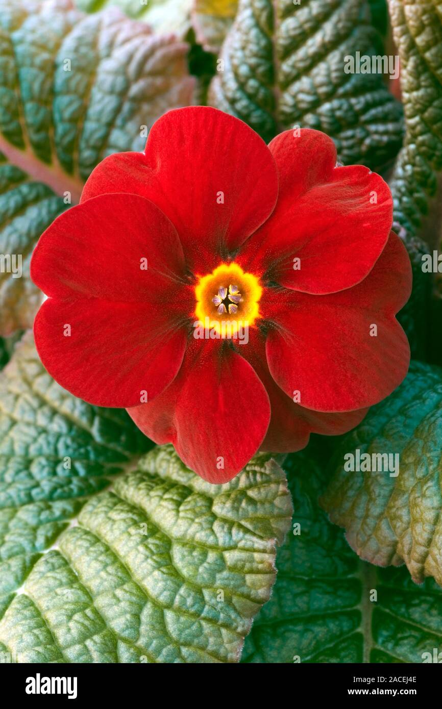 Primula (Primula polyanthus 'Wanda Series') flower Stock Photo - Alamy