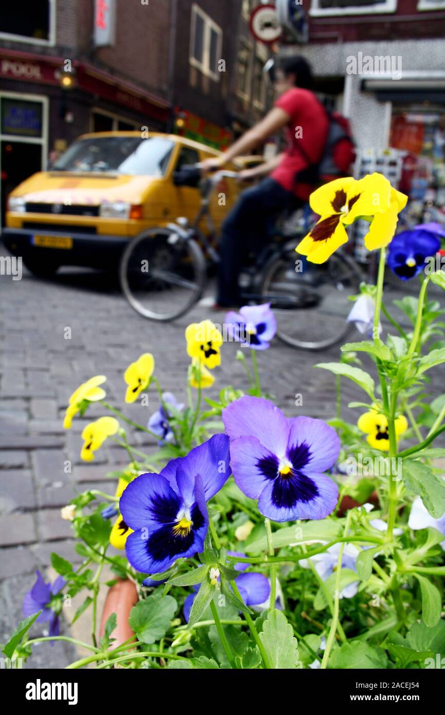 Pansies (Viola sp.). The pansy gets its name from the French word ...