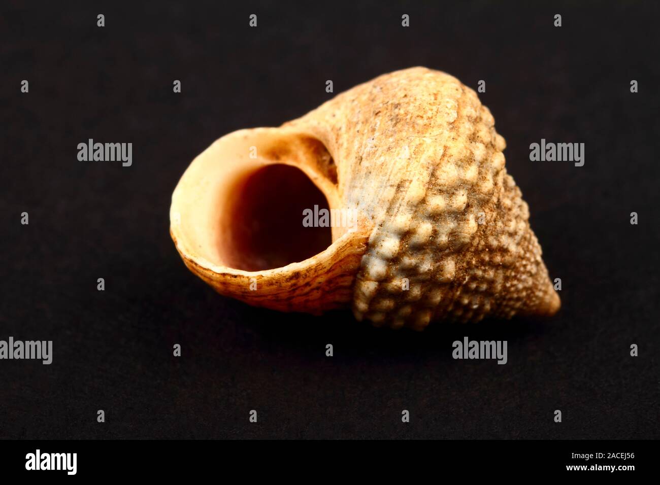 Rock snail sea shell hi-res stock photography and images - Alamy