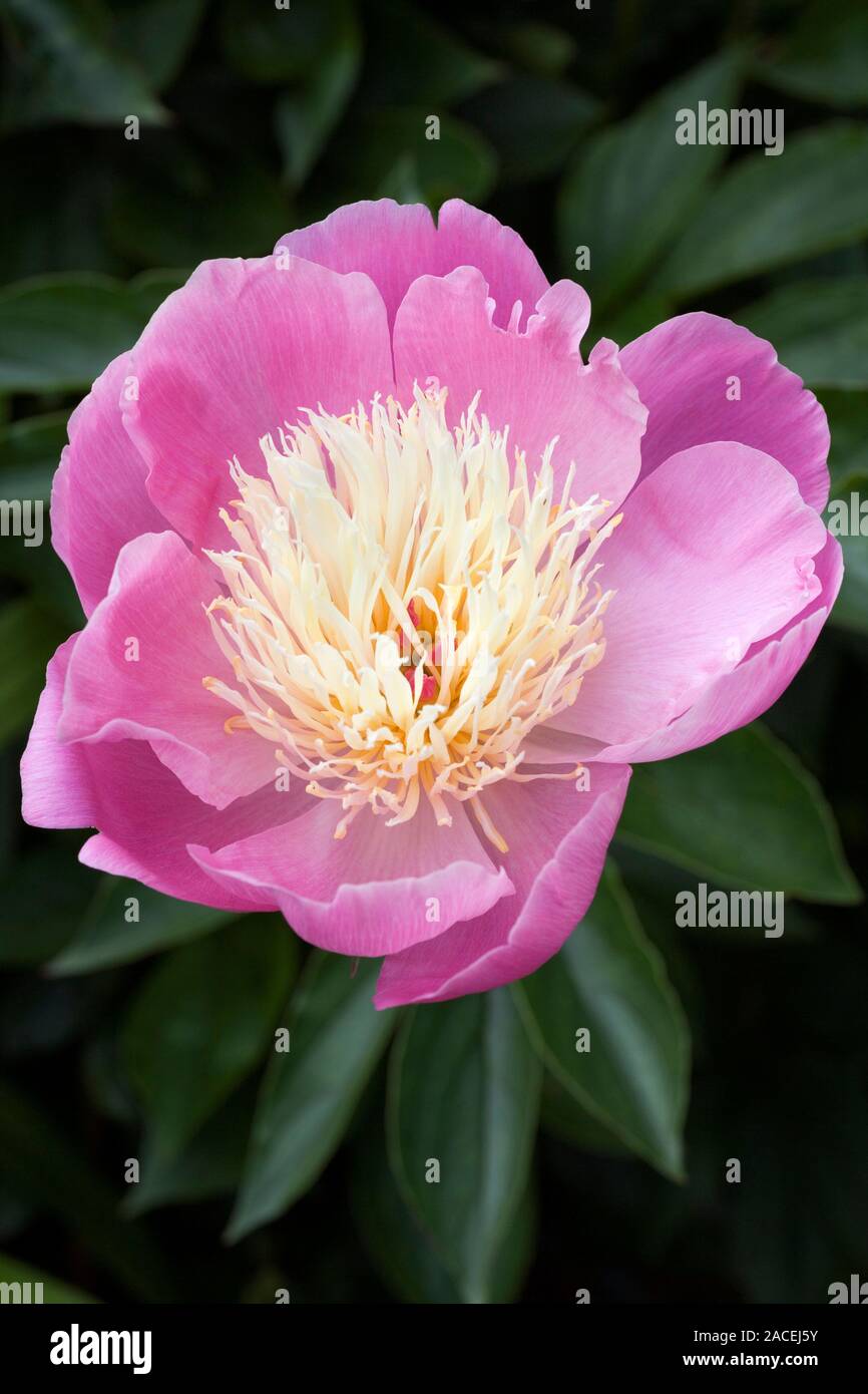 Paeonia flower (Paeonia 'Bowl of Beauty'). Photographed in June Stock ...