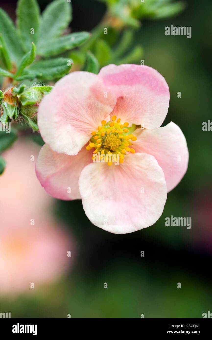 Buttercup shrub flowers (Potentilla fruticosa 'Grace Darling' Stock ...