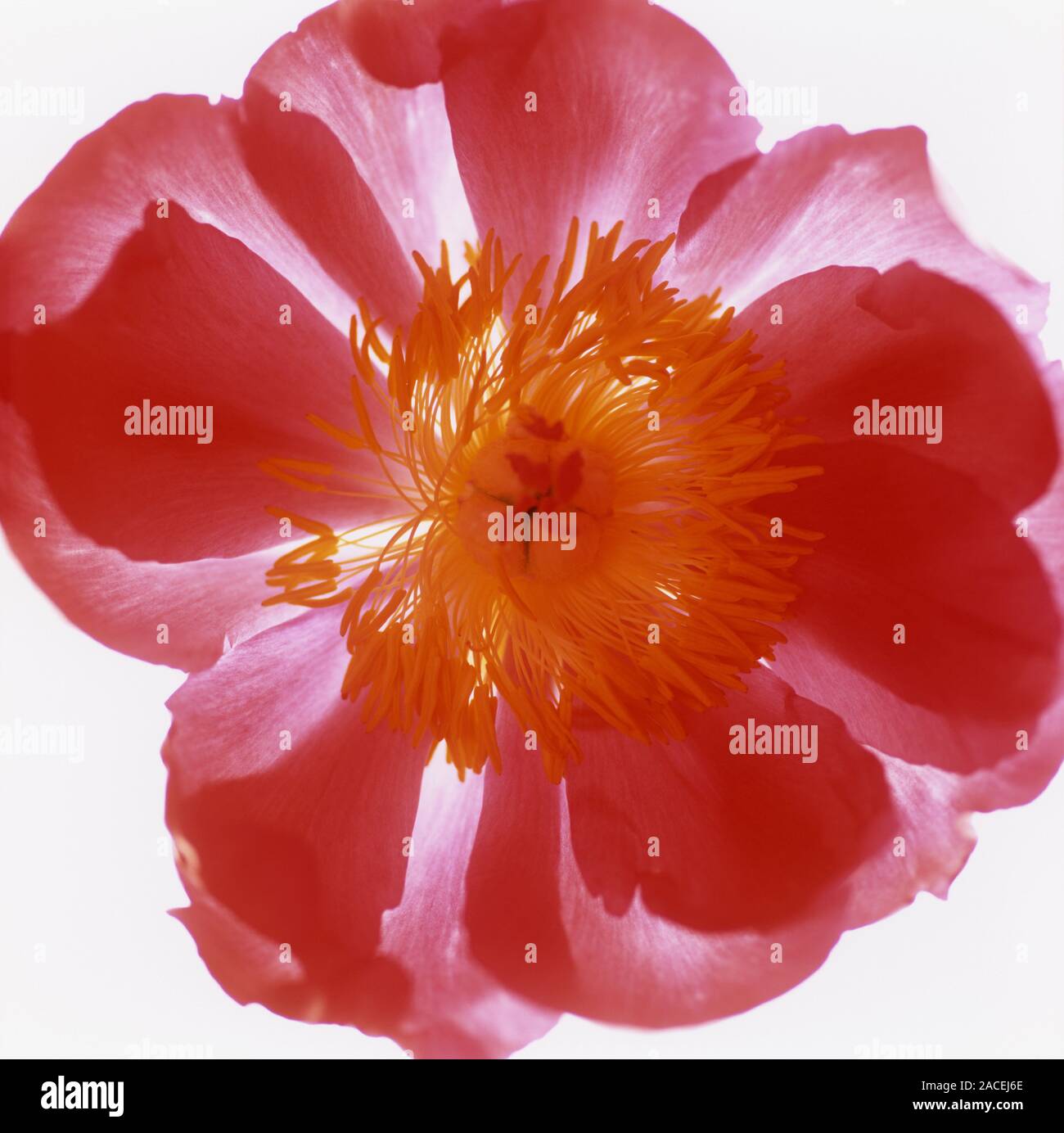 Peony flower (Paeonia sp Stock Photo - Alamy