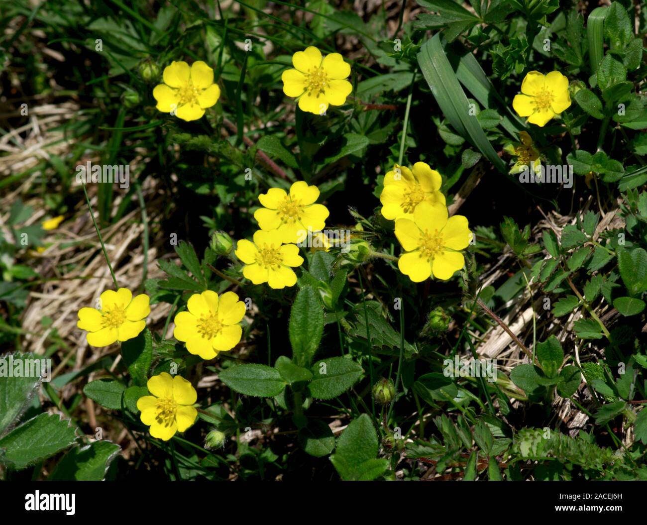 Spring cinquefoil (Potentilla tabernaemontani Stock Photo - Alamy