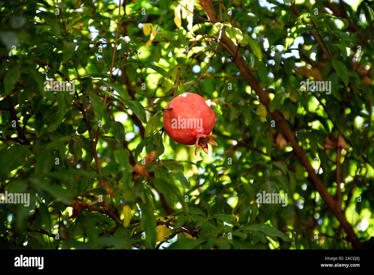 Healty fruit pomegranate tree. Red ripe pomegranate fruit on tree Stock ...