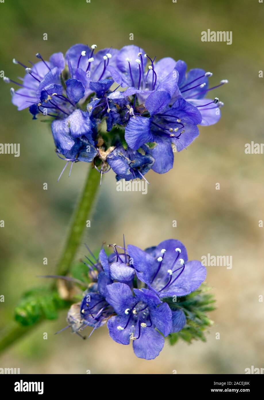 Wild heliotrope (Phacelia distans). Photographed in the USA Stock Photo ...