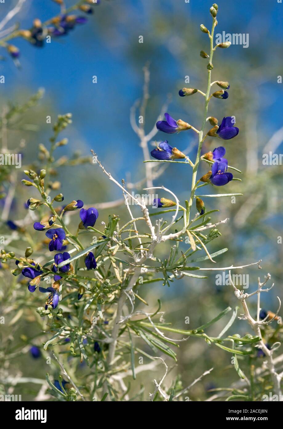 Schott's dalea shrub (Psorothamnus schottii) flowering. Photographed in ...