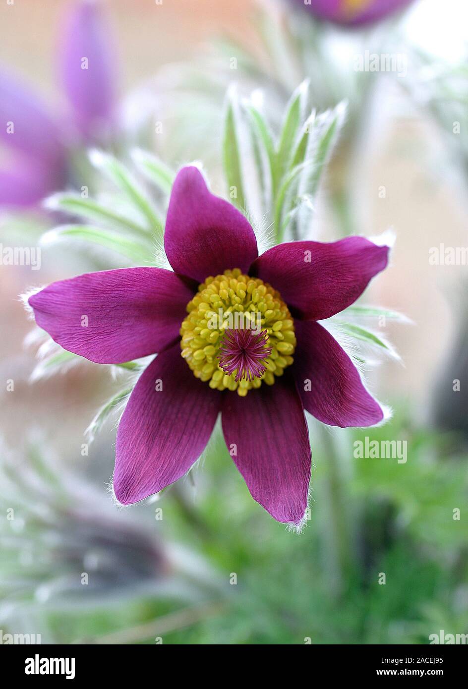 Common pasque flower (Pulsatilla vulgaris). Photographed in Kent ...