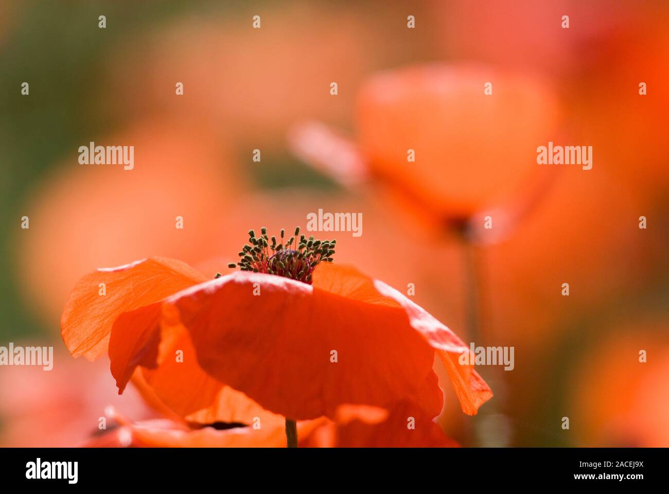 Common poppies (Papaver rhoeas) flowering in a field. These arable ...