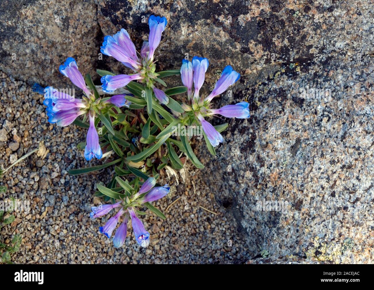 Showy penstemon flowers (Penstemon speciosus). Photographed at around ...