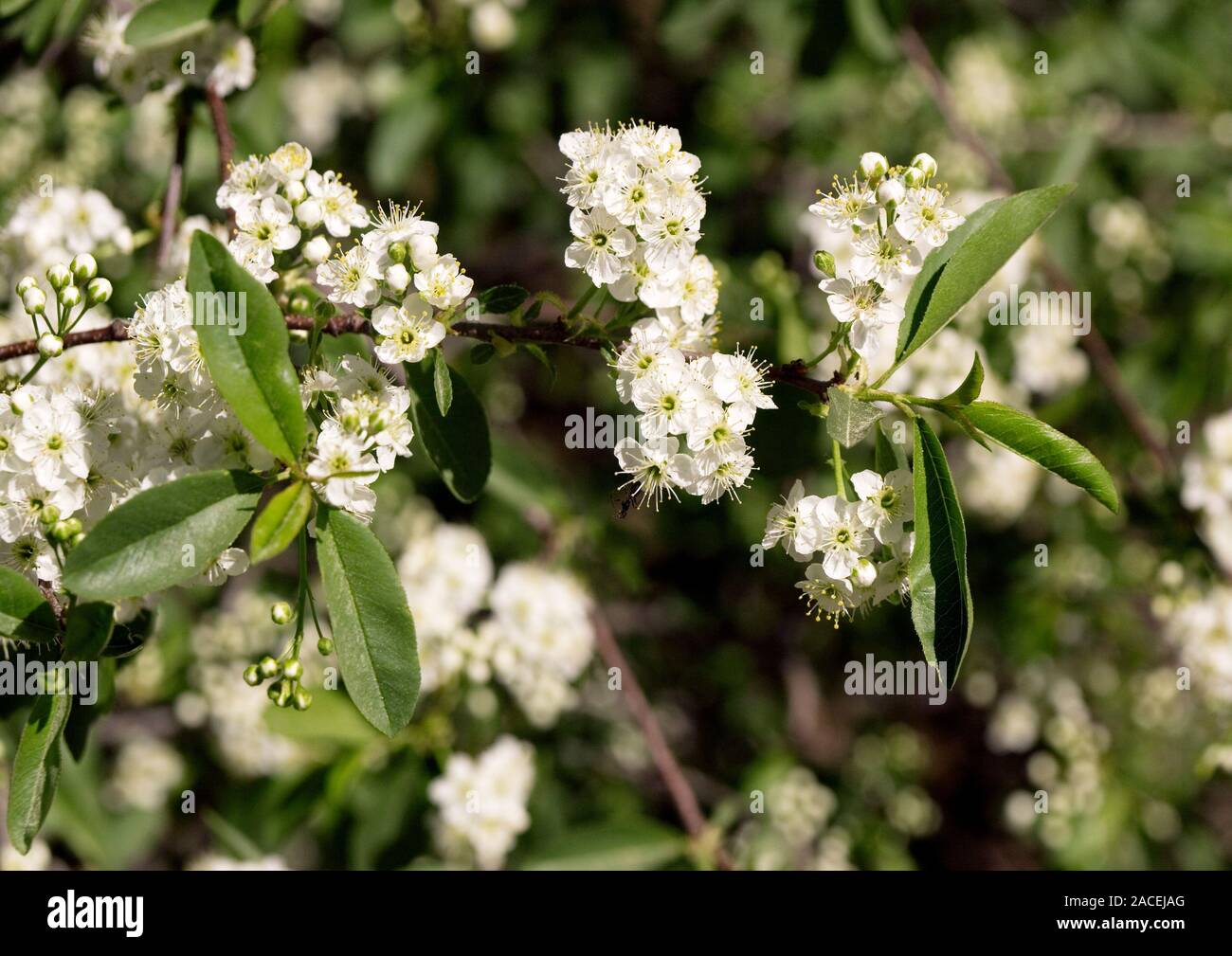 Bitter cherry blossom (Prunus emarginata). Photographed in the USA, in ...