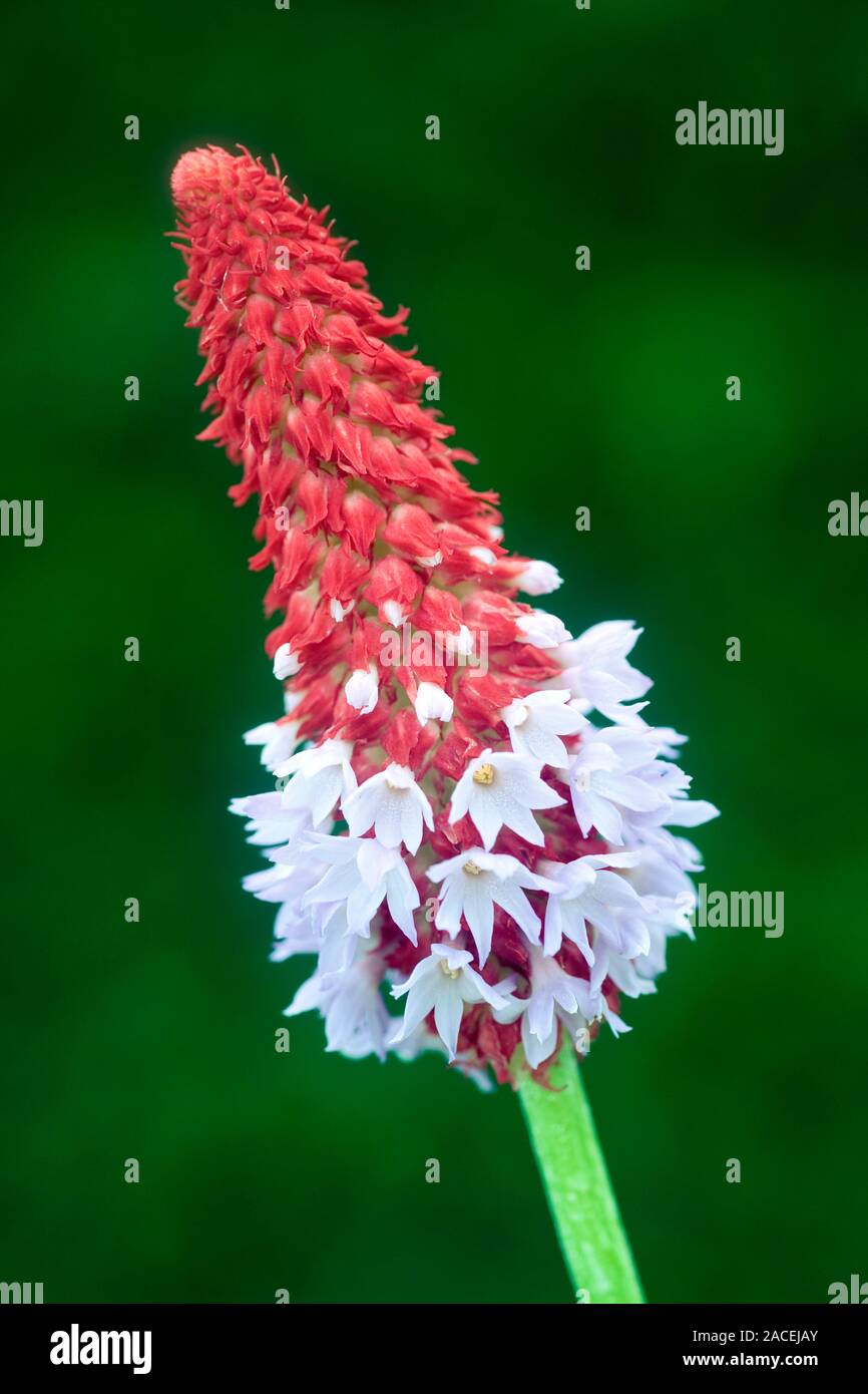 Orchid primrose flower (Primula vialli). Photographed in July Stock ...