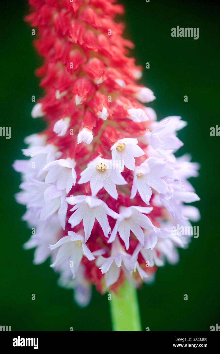 Orchid primrose flower (Primula vialli). Photographed in July Stock ...