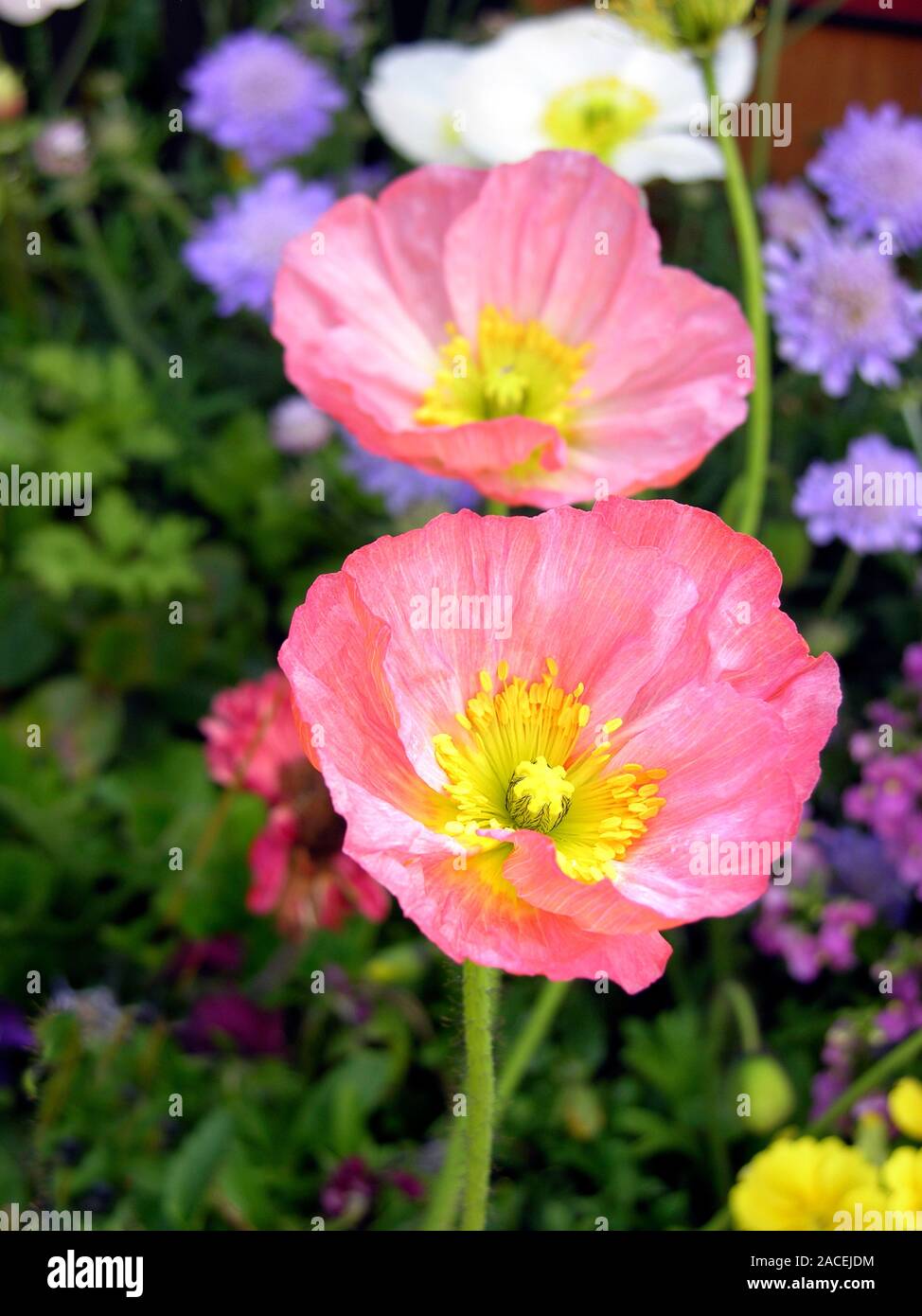 Iceland poppies (Papaver nudicaule Stock Photo - Alamy
