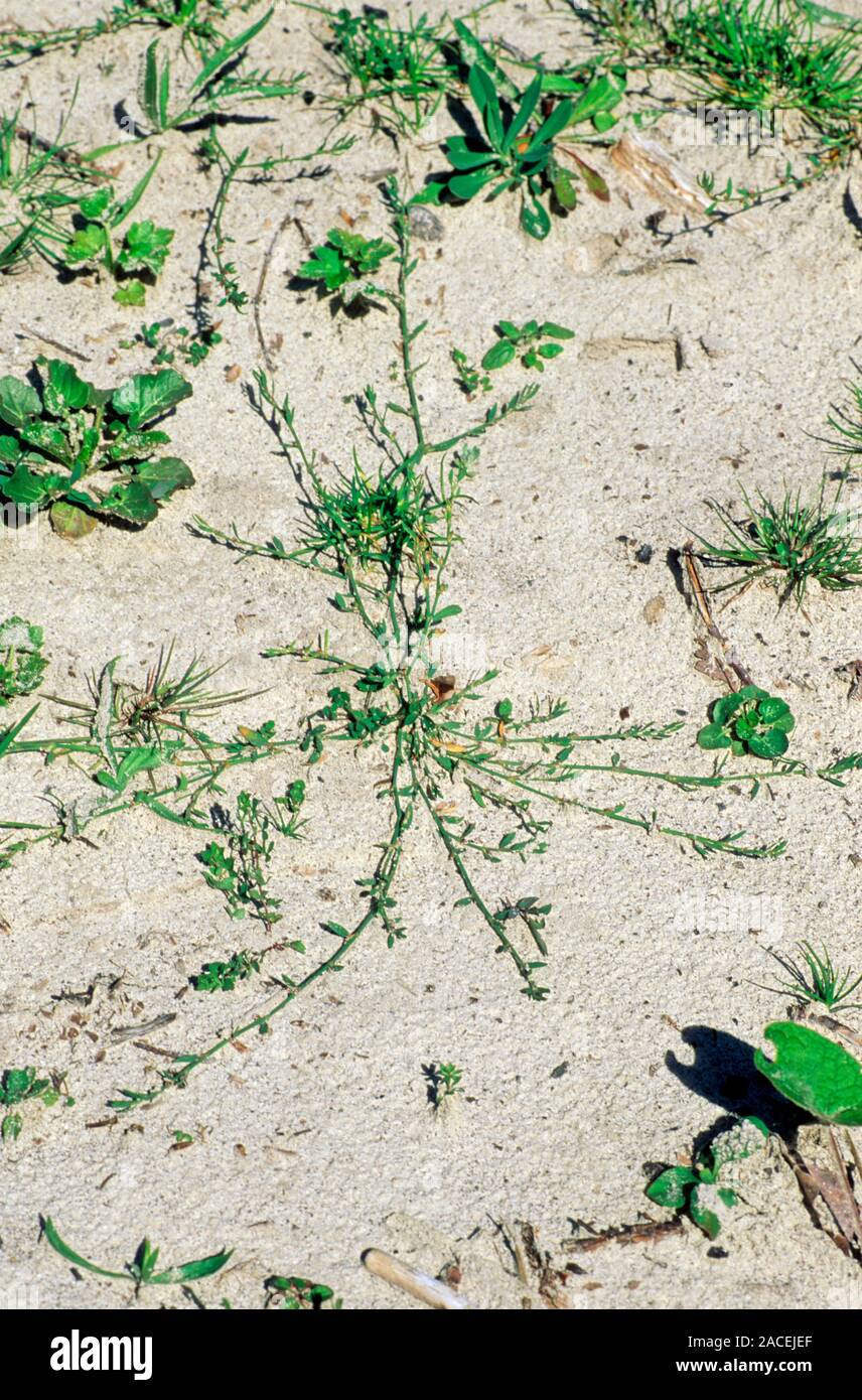Common knotweed (Polygonum arenastrum). Photographed in Abruzzo ...