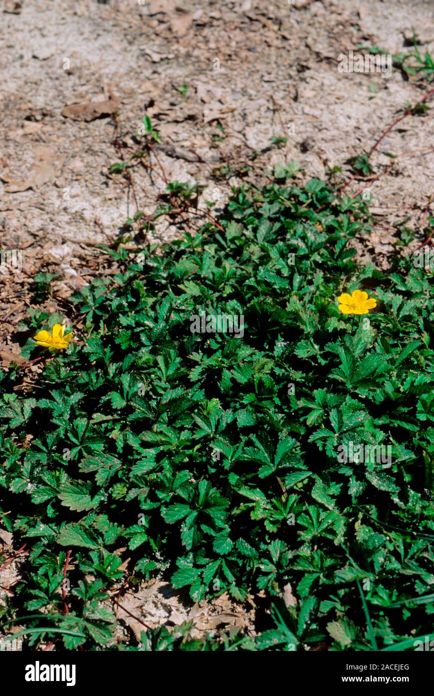 Creeping cinquefoil (Potentilla reptans). Photographed in Abruzzo ...