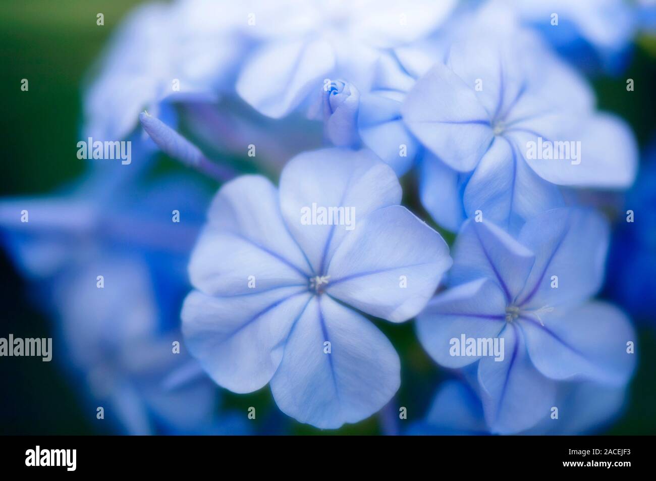 Cape leadwort flowers (Plumbago capensis). Photographed in June Stock ...