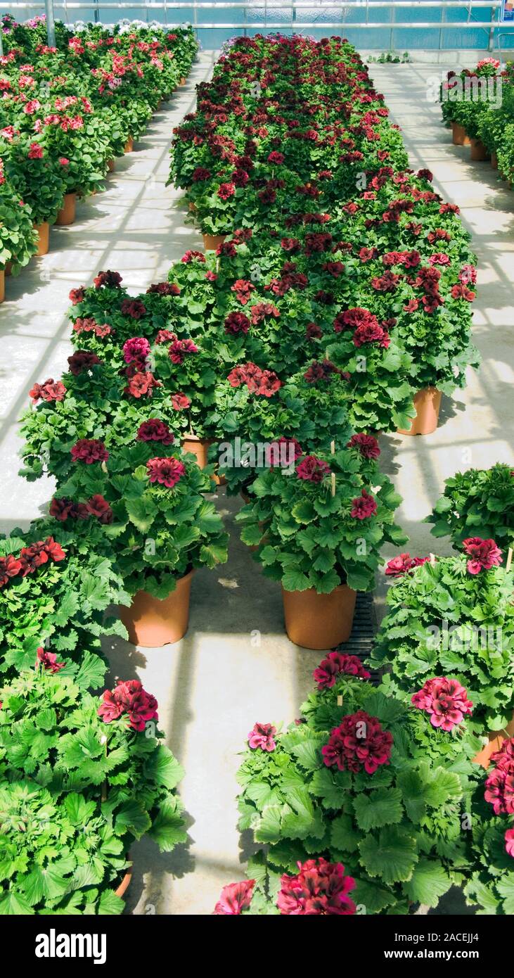 Geranium flowers (Pelargonium sp.) at a garden centre Stock Photo - Alamy