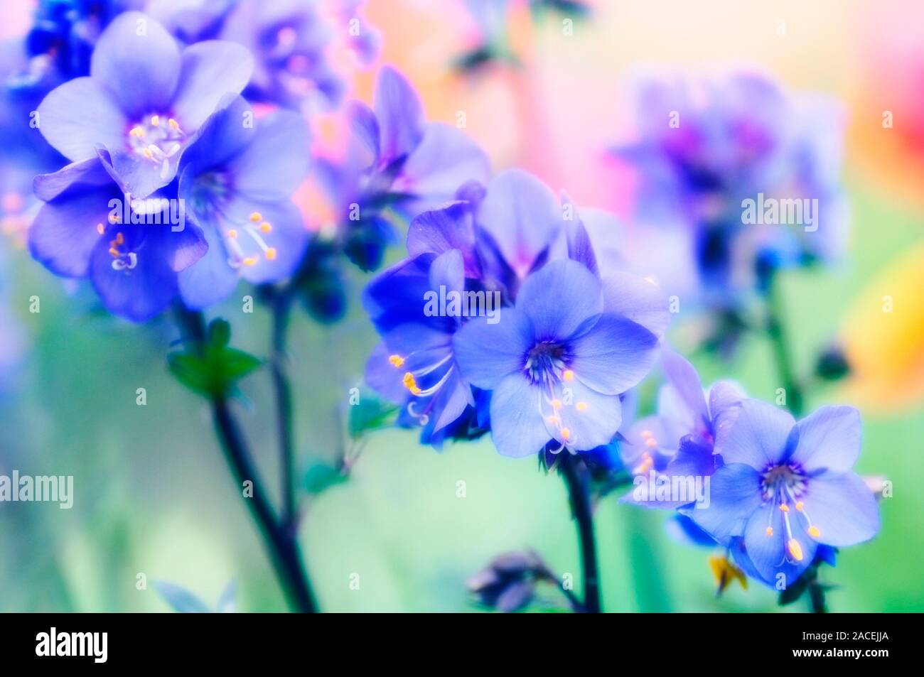 Jacob's ladder flowers (Polemonium caeruleum). Photographed in April ...