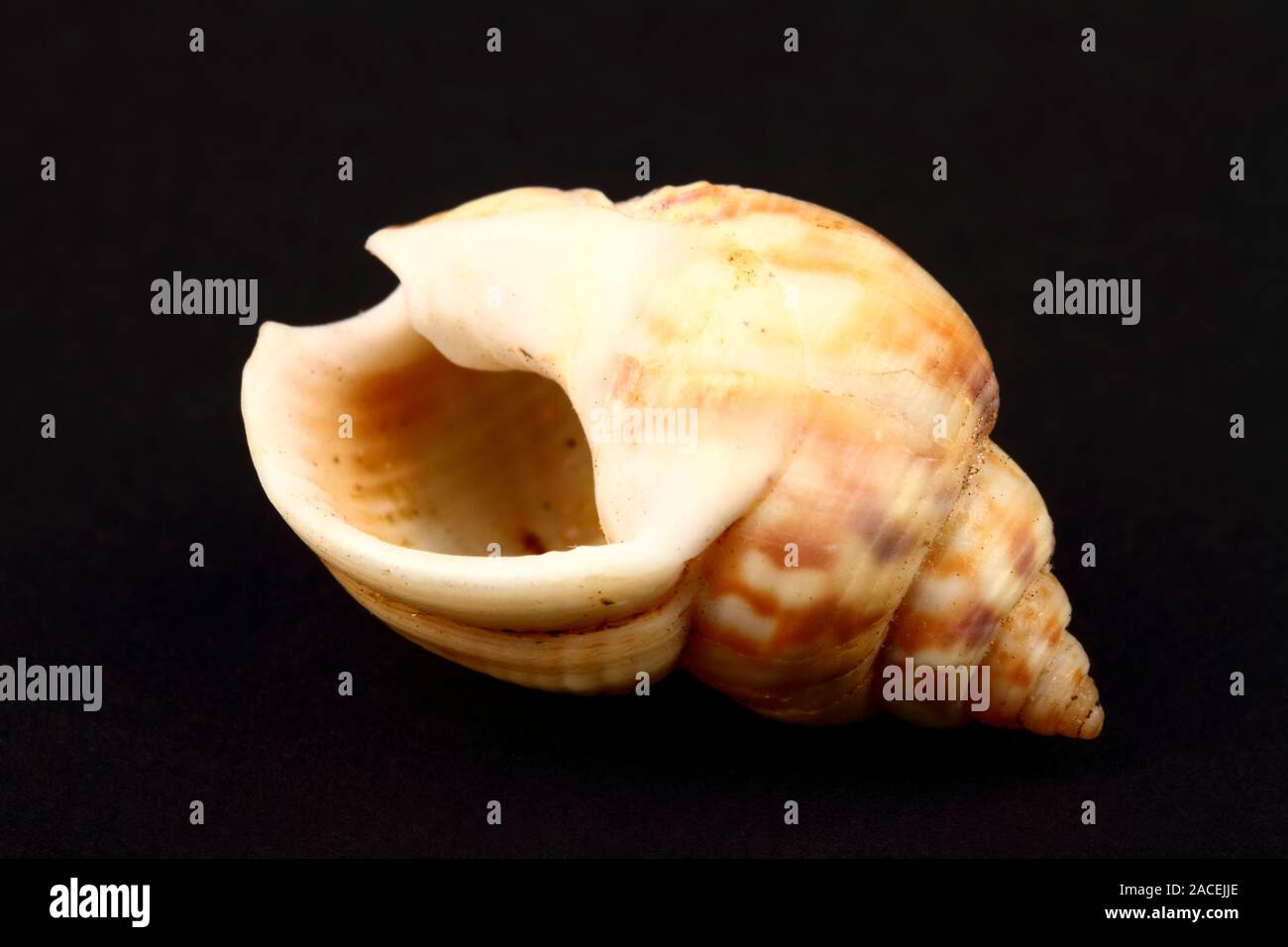 Whelk Sea Shell High Resolution Stock Photography and Images - Alamy